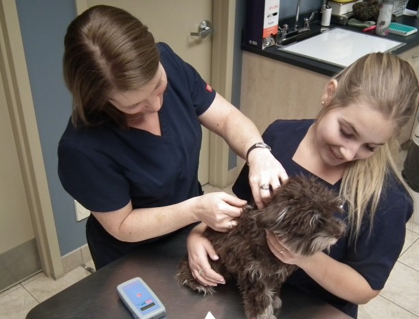 Une micropuce pour animal, c’est quoi ? – Clinique vétérinaire de Lachenaie