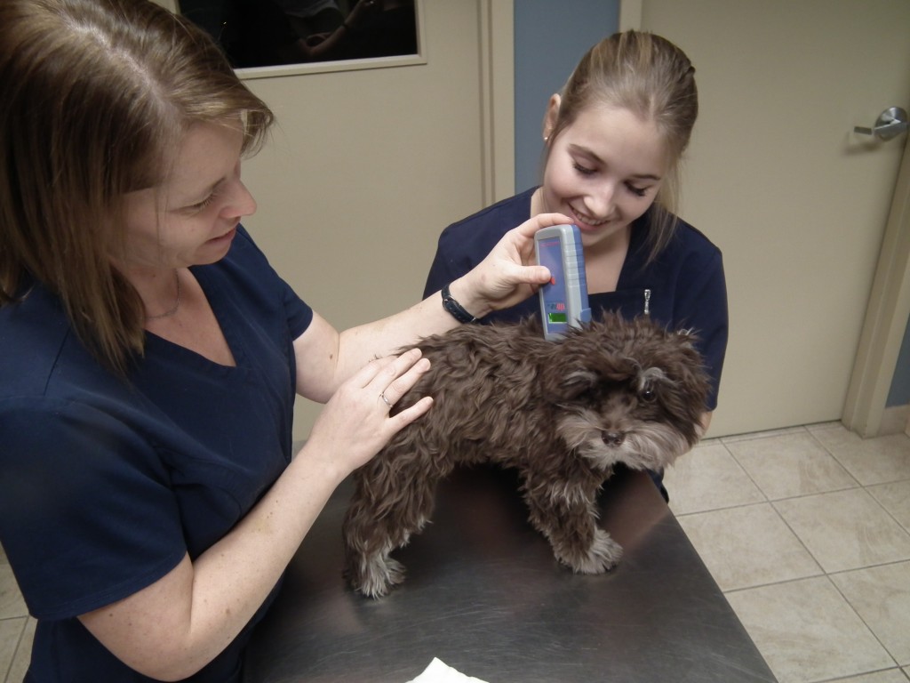Une micropuce pour animal, c’est quoi ? – Clinique vétérinaire de Lachenaie