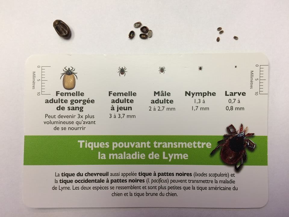 Les tiques : qu’est-ce que je dois savoir ? – Clinique vétérinaire de ...